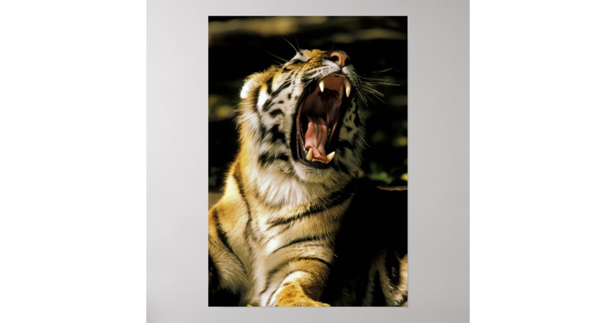 USA, Michigan, Detroit. Detroit Zoo, tiger Poster | Zazzle