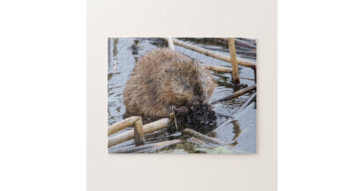 USA, Nebraska. Beaver Jigsaw Puzzle | Zazzle