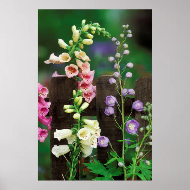 USA, Pennsylvania. Foxglove and delphinium Poster | Zazzle