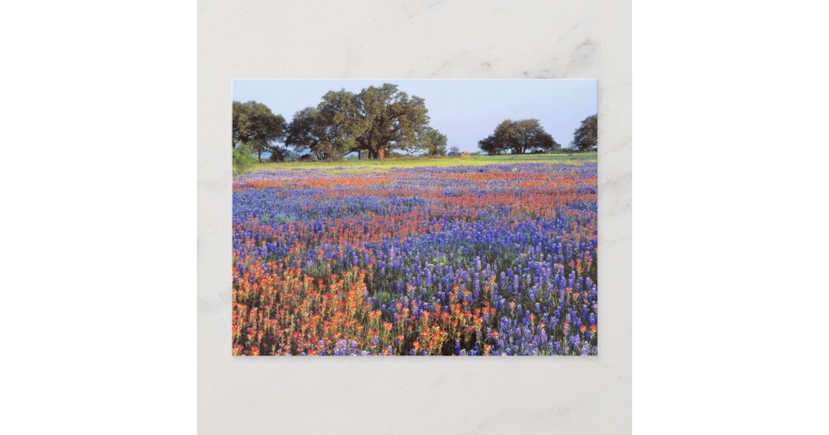 USA, Texas, Llano. Bluebonnets and redbonnets Postcard | Zazzle