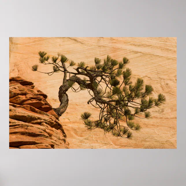 USA, Utah, Zion National Park. Pine tree Poster | Zazzle