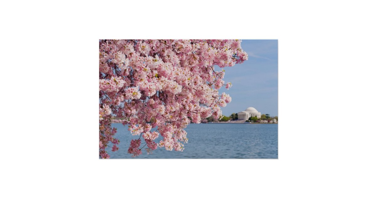 USA, Washington DC, Cherry tree Poster | Zazzle