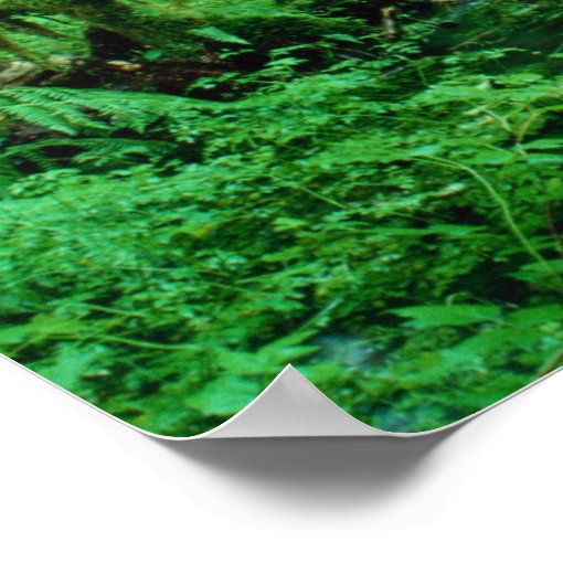 USA, Washington, Olympic Nat. Park, Hoh Rain Poster | Zazzle