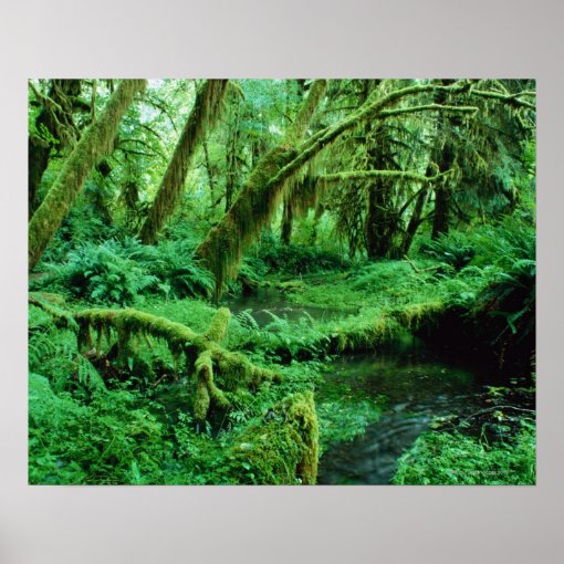 USA, Washington, Olympic Nat. Park, Hoh Rain Poster | Zazzle