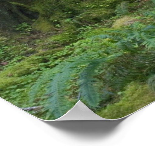 USA, Washington, Olympic National Park, Hoh Rain Poster | Zazzle