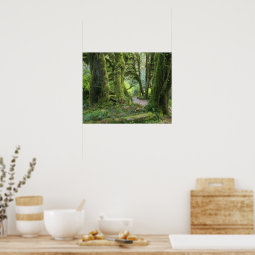 USA, Washington, Olympic National Park, Hoh Rain Poster | Zazzle