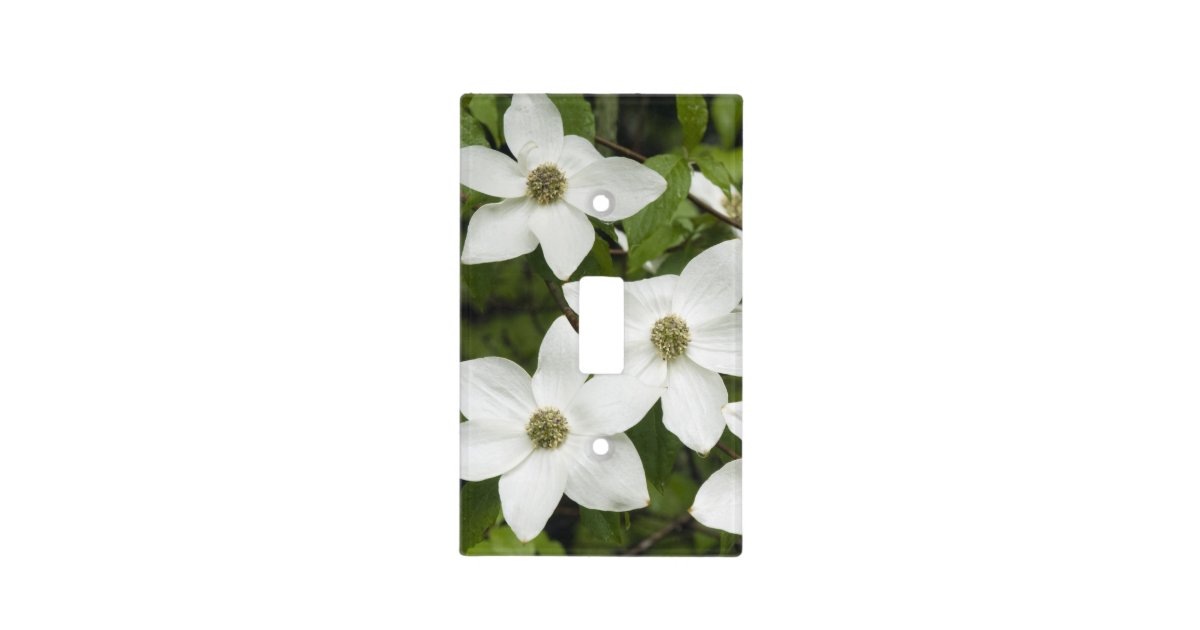 USA, Washington, Pacific Dogwood, Cornus Light Switch Cover | Zazzle