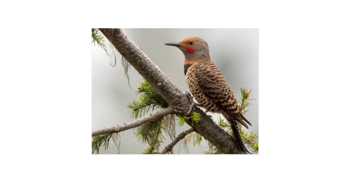 USA, Washington State. Male Northern Flicker 2 Postcard | Zazzle.com