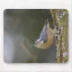 USA, Washington State, Red-brested Nuthatch, Mouse Pad | Zazzle