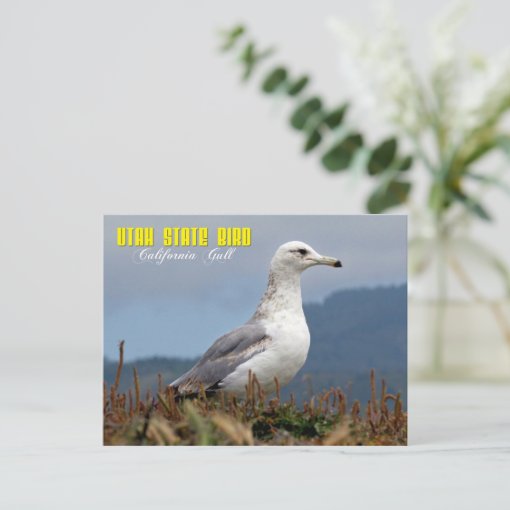 Utah State Bird - California Gull Postcard | Zazzle