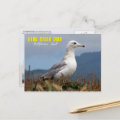 Utah State Bird - California Gull Postcard | Zazzle