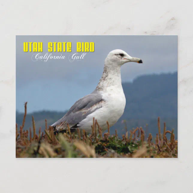 Utah State Bird - California Gull Postcard | Zazzle