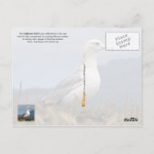 Utah State Bird - California Gull Postcard | Zazzle