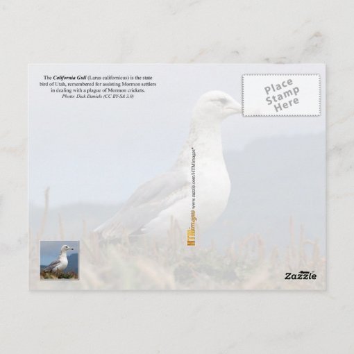 Utah State Bird - California Gull Postcard | Zazzle