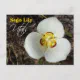 Utah State Flower: Sego Lily Postcard | Zazzle