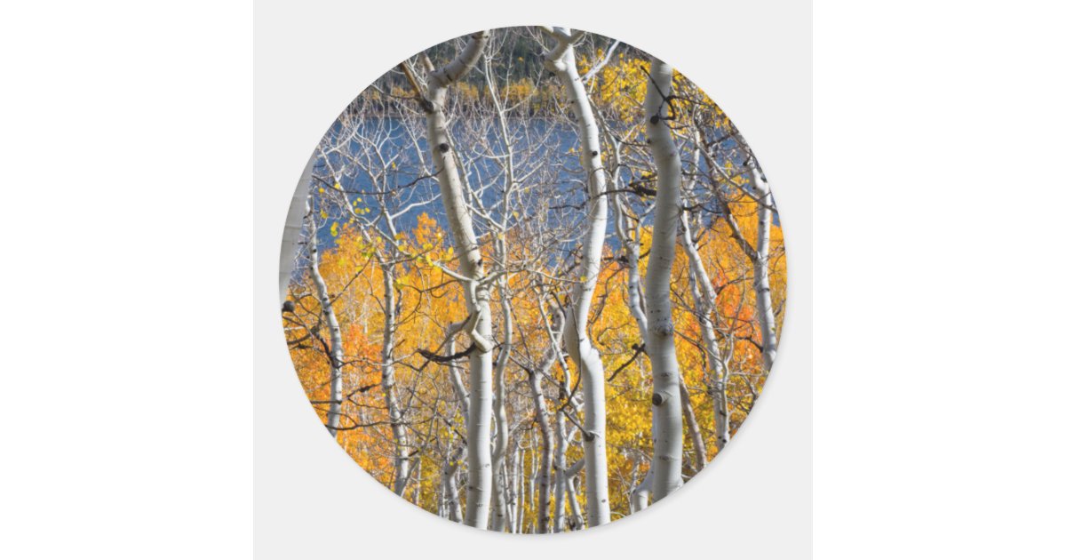 Utah, USA. Aspen Trees (Populus Tremuloides) Classic Round Sticker | Zazzle