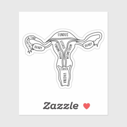 Uterus Anatomy, Feminist, Gynecologist, Midwife Sticker | Zazzle