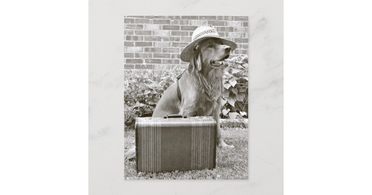 Vacation Postcard | Zazzle