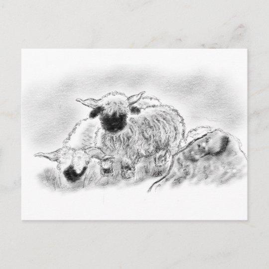 Valais Blacknose Sheep Illustration Postcard | Zazzle.com