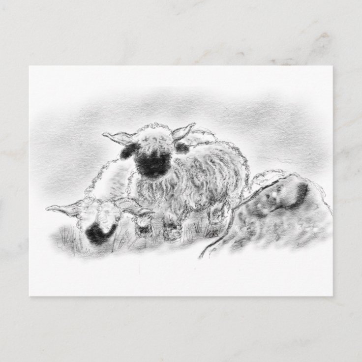 Valais Blacknose Sheep Illustration Postcard | Zazzle