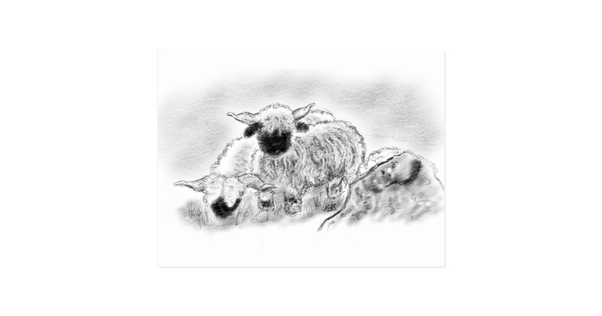 Valais Blacknose Sheep Illustration Postcard | Zazzle.com