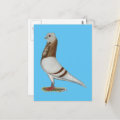 Valencian Figurita Pigeon Postcard | Zazzle