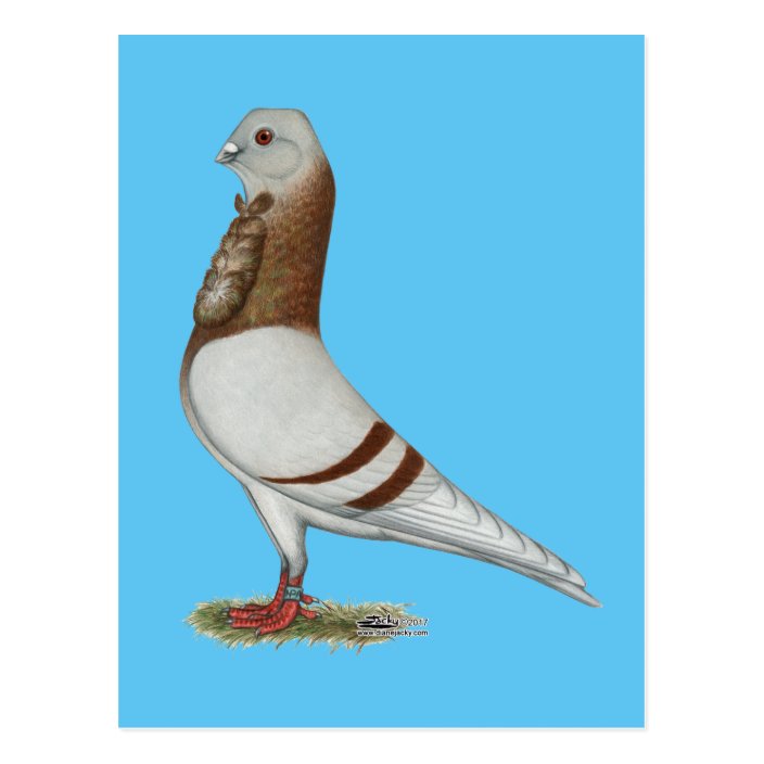 Valencian Figurita Pigeon Postcard | Zazzle.com