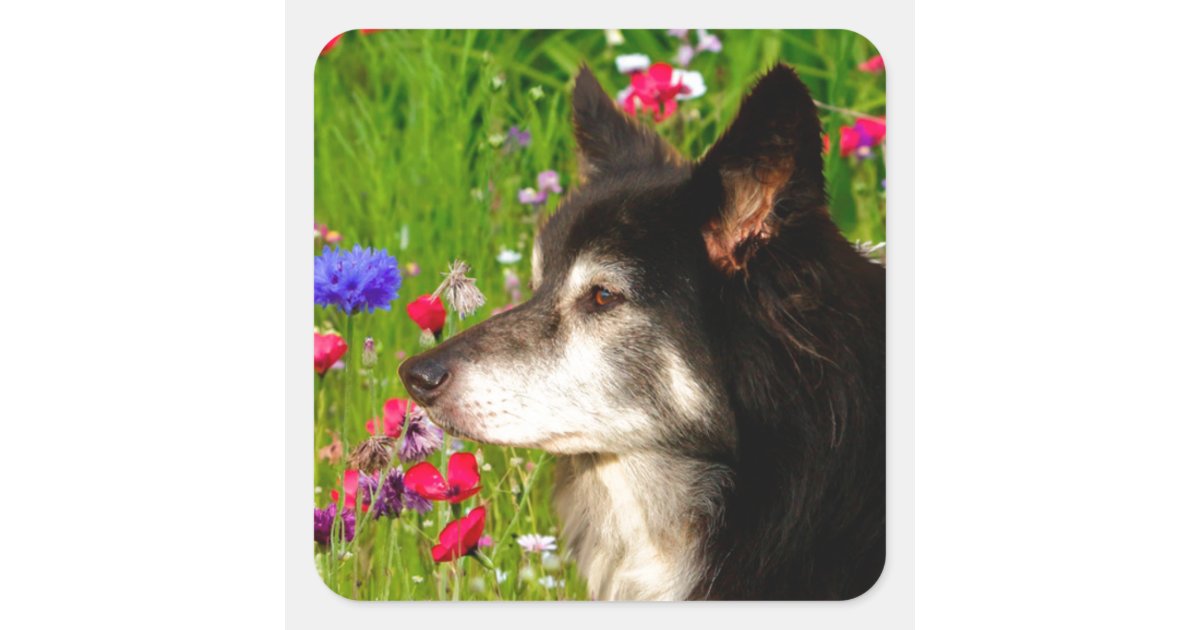 Valentine Border Collie with beautiful flowers Square Sticker | Zazzle