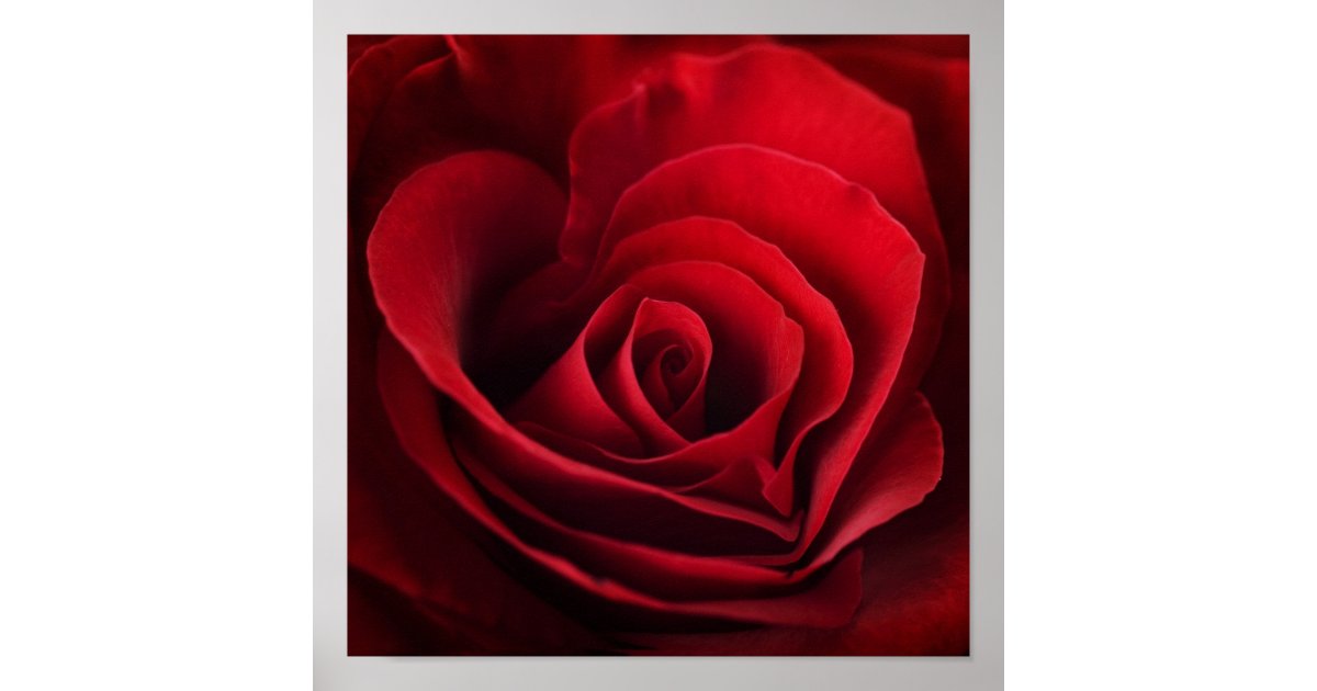 Valentine Red Rose Poster | Zazzle
