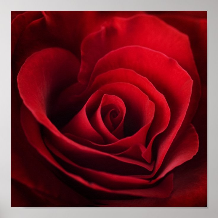 Valentine Red Rose Poster | Zazzle