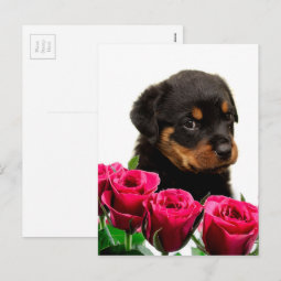 Valentine Rose Rottweiler Puppy Holiday Postcard | Zazzle