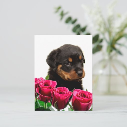 Valentine Rose Rottweiler Puppy Holiday Postcard | Zazzle