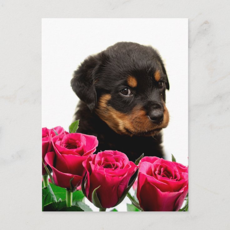 Valentine Rose Rottweiler Puppy Holiday Postcard | Zazzle