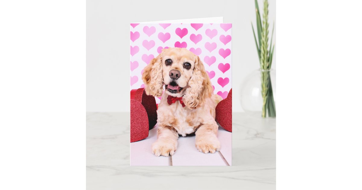 Valentines - Cocker Spaniel - Duke Holiday Card | Zazzle