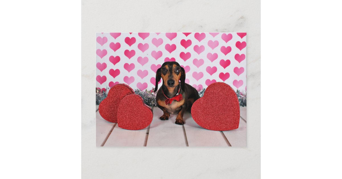 Valentine's Day - Dexter - Dachshund Holiday Postcard | Zazzle