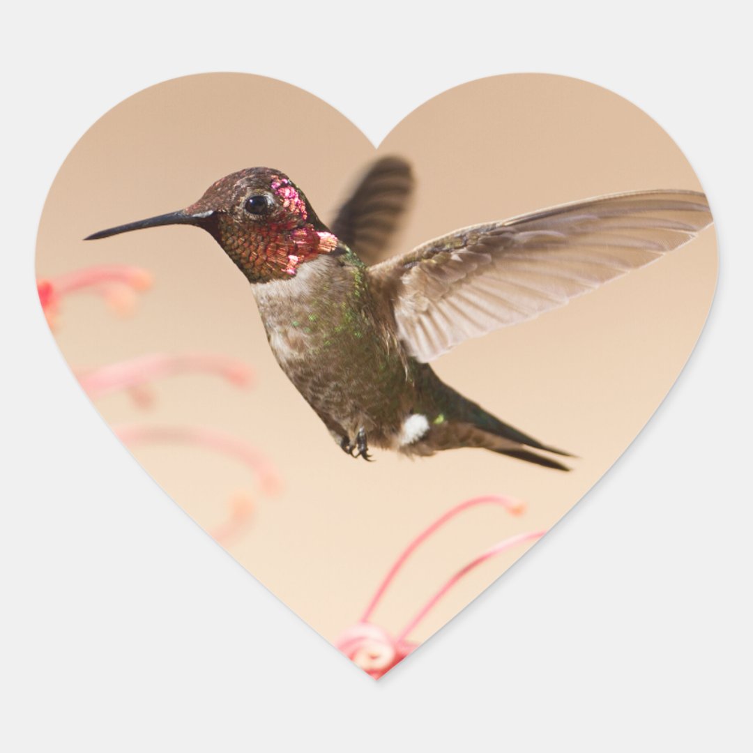 Valentine's Day Hummingbird Heart Stickers | Zazzle