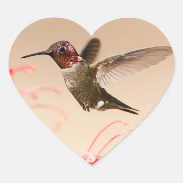 Valentine's Day Hummingbird Heart Stickers | Zazzle