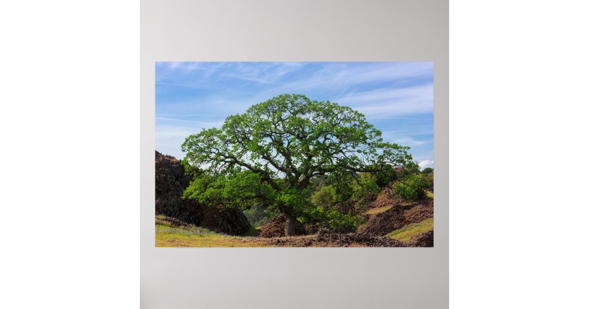 Valley Oak Tree Poster | Zazzle