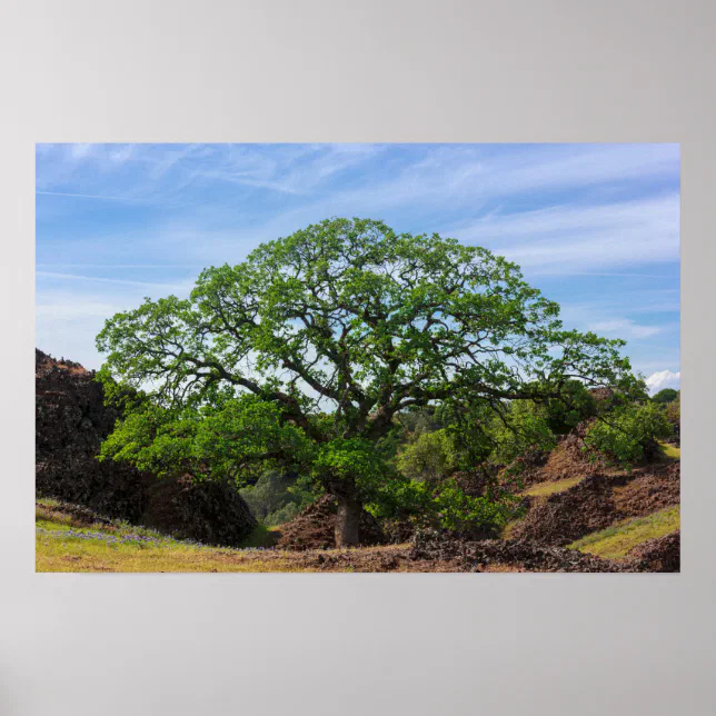 Valley Oak Tree Poster | Zazzle