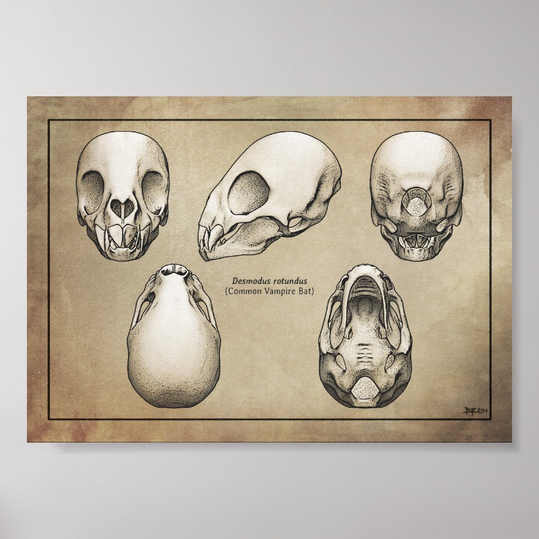 Vampire Bat Skull Poster | Zazzle