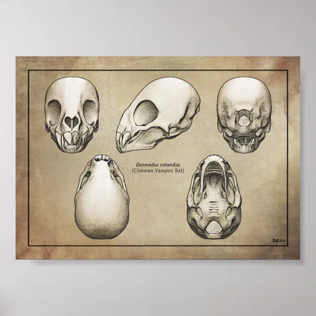 Vampire Bat Skull Poster | Zazzle