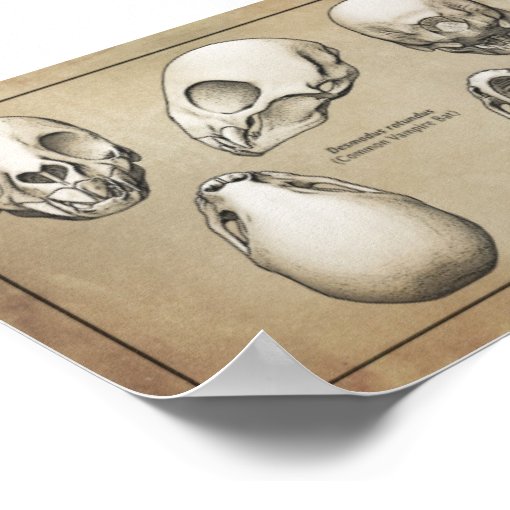 Vampire Bat Skull Poster | Zazzle