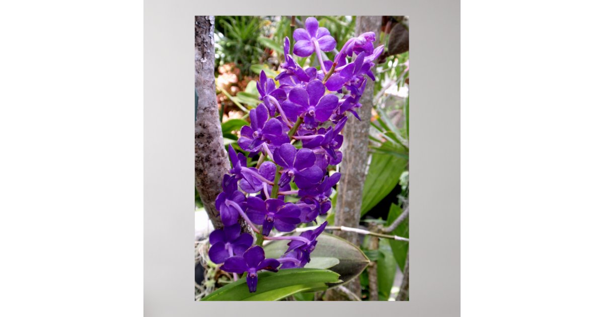 Vanda Orchids Poster | Zazzle