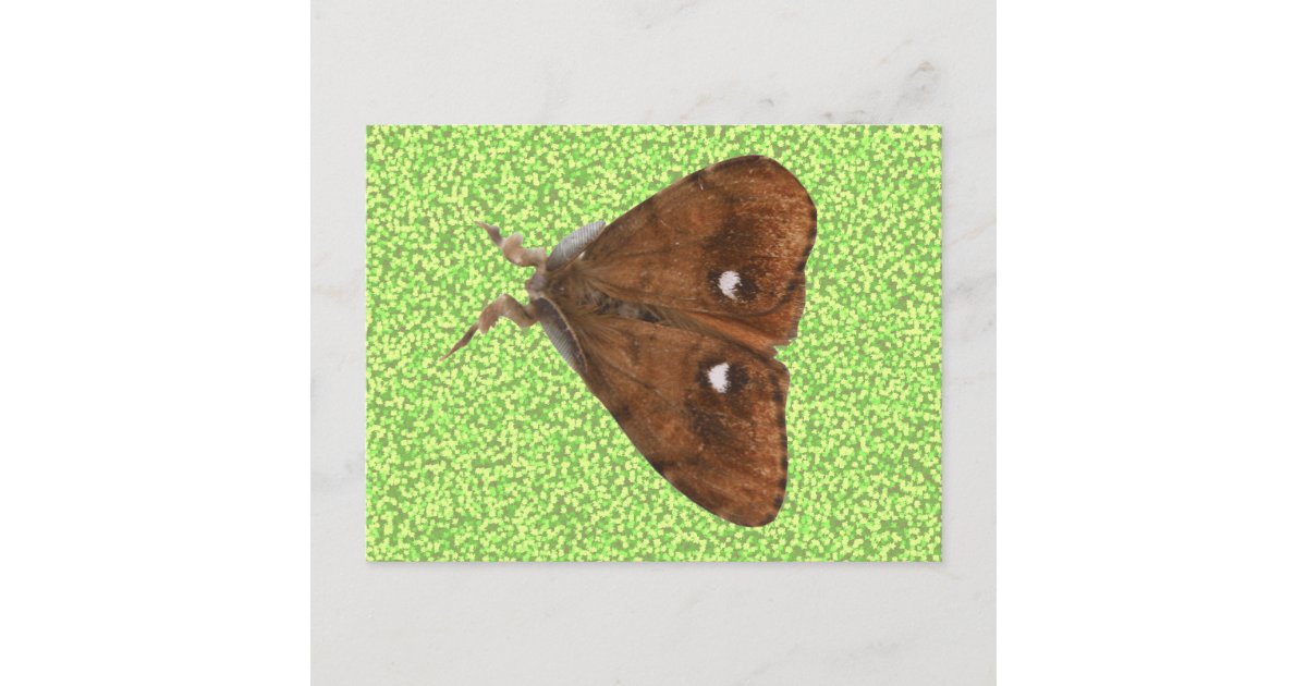 Vapourer Moth Postcard | Zazzle