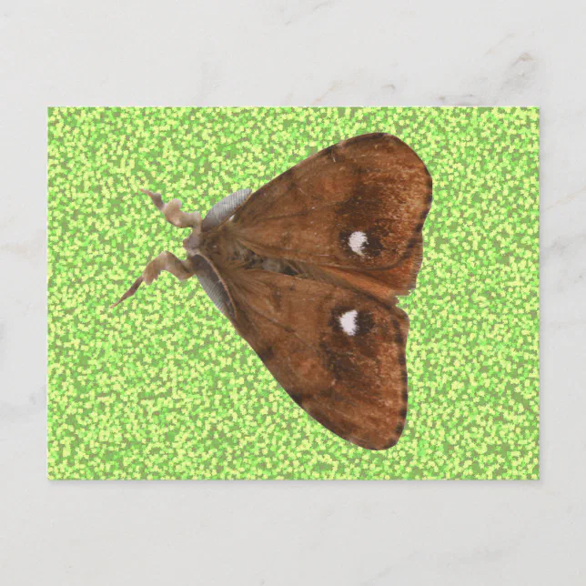 Vapourer Moth Postcard | Zazzle