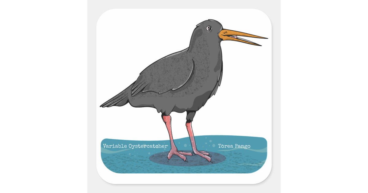 Variable oystercatcher Tōrea pango Square Sticker | Zazzle