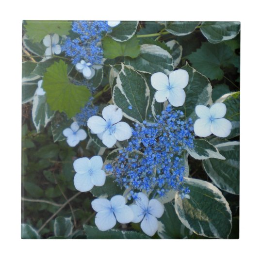 Variegated Blue Hydrangea Ceramic Tile | Zazzle.com