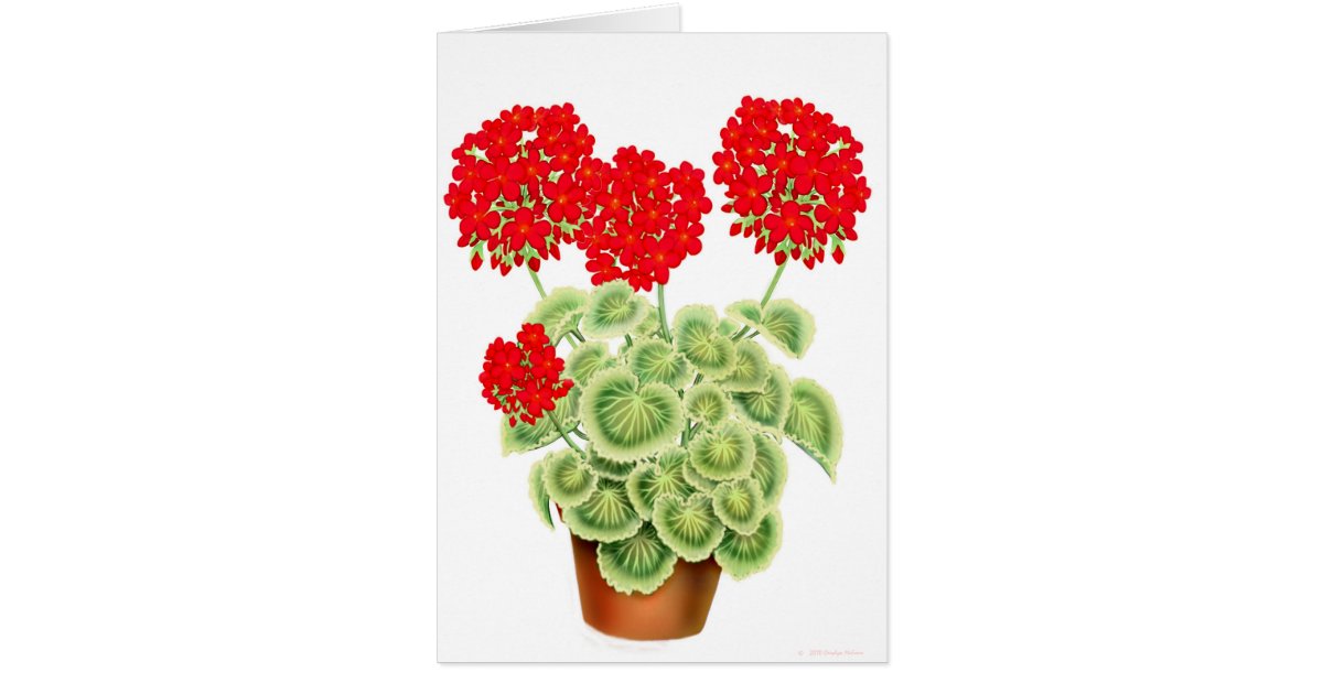 Variegated Red Geraniums Card | Zazzle