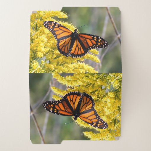 Varieties of Butterflies File Folders Set | Zazzle