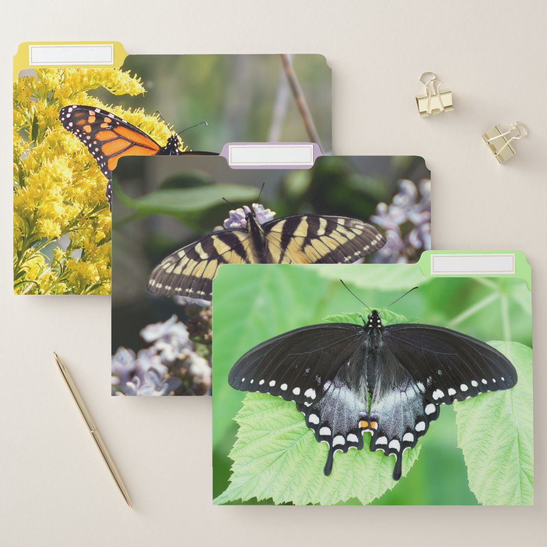 Varieties of Butterflies File Folders Set | Zazzle